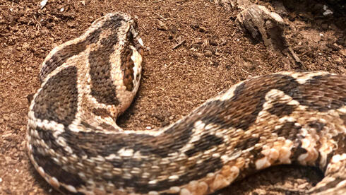 Caution, snakes are waking up from hibernation