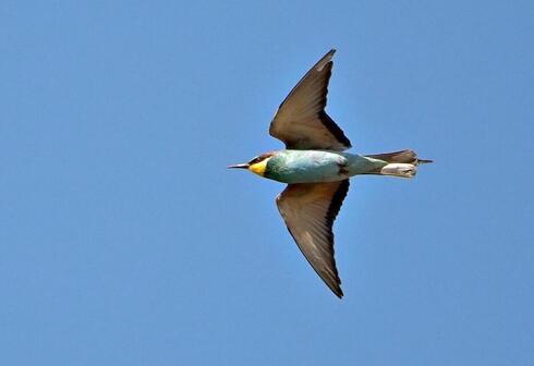 Hundreds of thousands of birds arrive in Israel as part of migration season