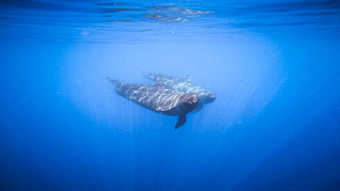 False killer whale pack frolic with Eilat ranger in southern Israel