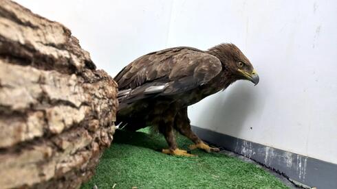 Eagle shot in Lebanon on road to recovery at Israeli wildlife sanctuary