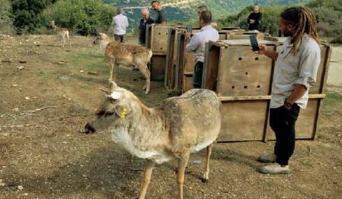Israel releases fallow deer into the wild in breeding program success story