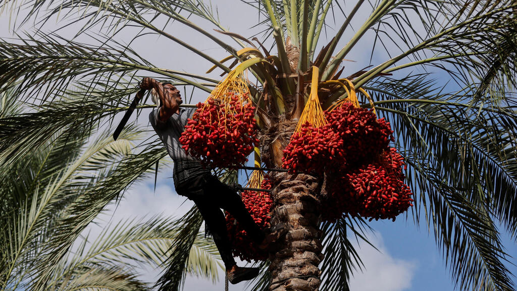 Gaza date farmers struggle in wake of climate change