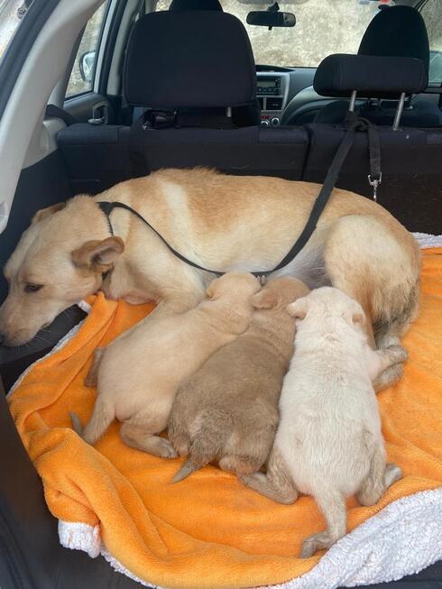 Israel NGO saves 40 stray dogs in northern Arab city