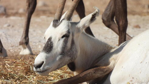 Arabian oryx caught on camera giving birth in Israel's desert