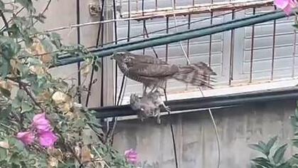 A female hawk spotted in Tel Aviv holding a dove it hunted down