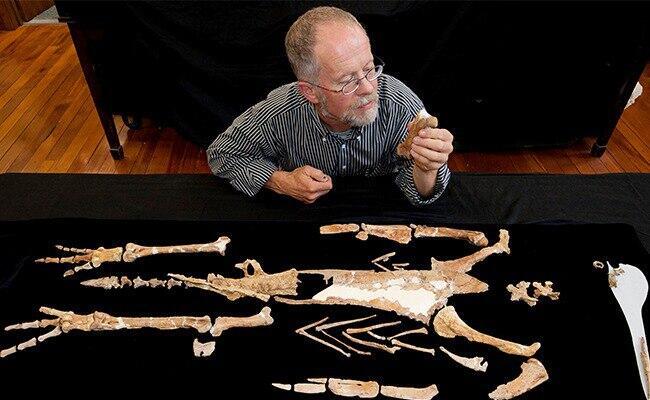 שקל 155 ק"ג: זהו הפינגווין הגדול ביותר בעולם