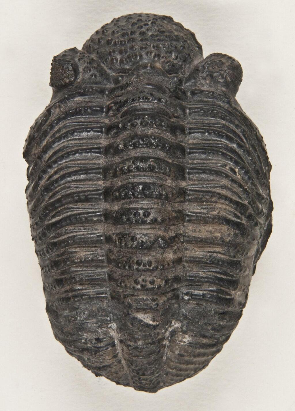 'Mother of mass extinctions' was two separate events, study suggests