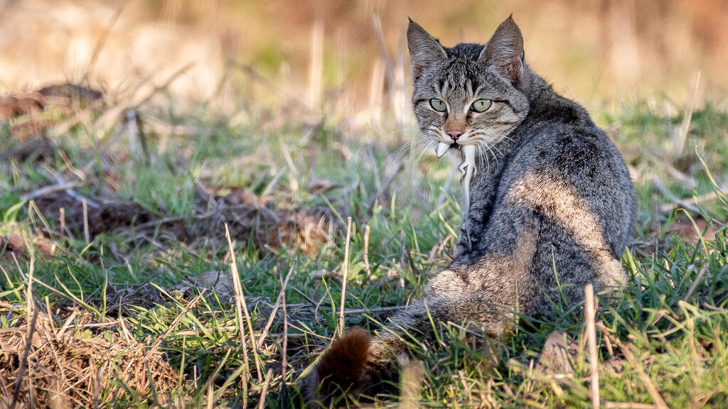 A peek into the Golan Height's marvelous wonders
