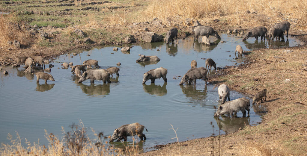 A peek into the Golan Height's marvelous wonders