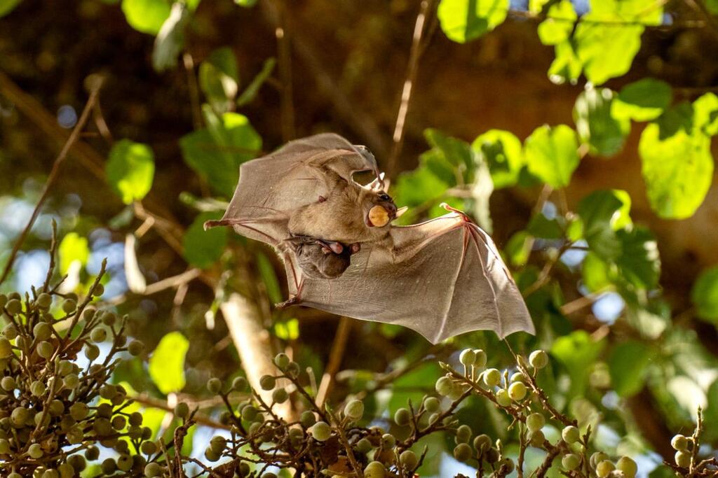 Are bats dangerous?