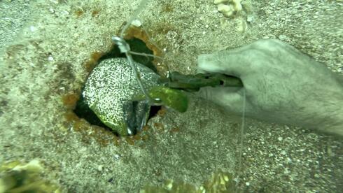 Underwater procedure saves eel's life off the coast of Eilat