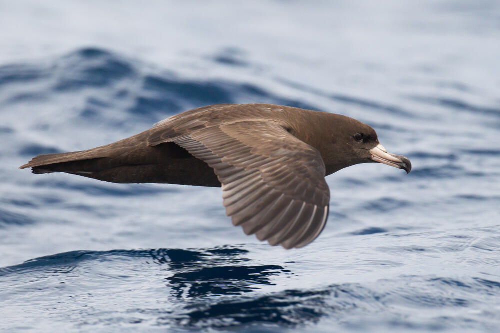 מגפה ושמה פלסטיק: עוד קורבן של החומר