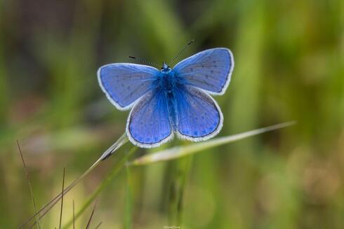Meet Israel's newly named national butterfly