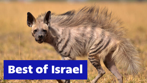 From the longest river to the largest predator: an overview of Israel's ...