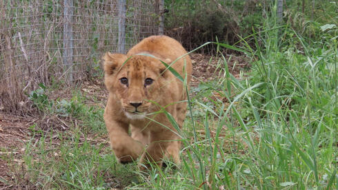 The Lion Project: Rescued cub returning to wild