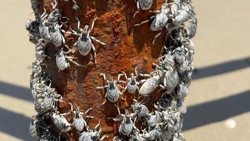 Eastern winds blow beetles to Israel's beaches