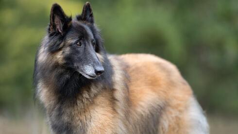 Size matters: Study shows modern dogs have larger brains than ancient ...
