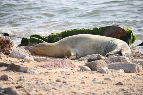 Rare Mediterranean monk seal stays to rest on Israeli shores