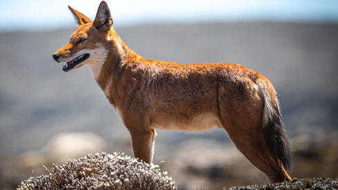 Israeli researchers find 1.5 million-year-old Ethiopian wolf fossil