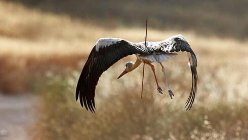 Sad sight: White stork pierced by arrow lands in Israel