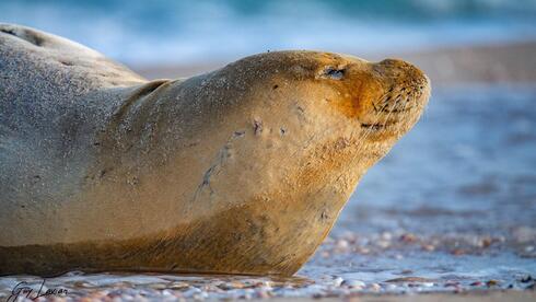 Israel's favorite seal Yulia is still here: 'It appears she's doing ...