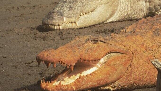 Why Nepal's crocodiles turned orange and other news from nature