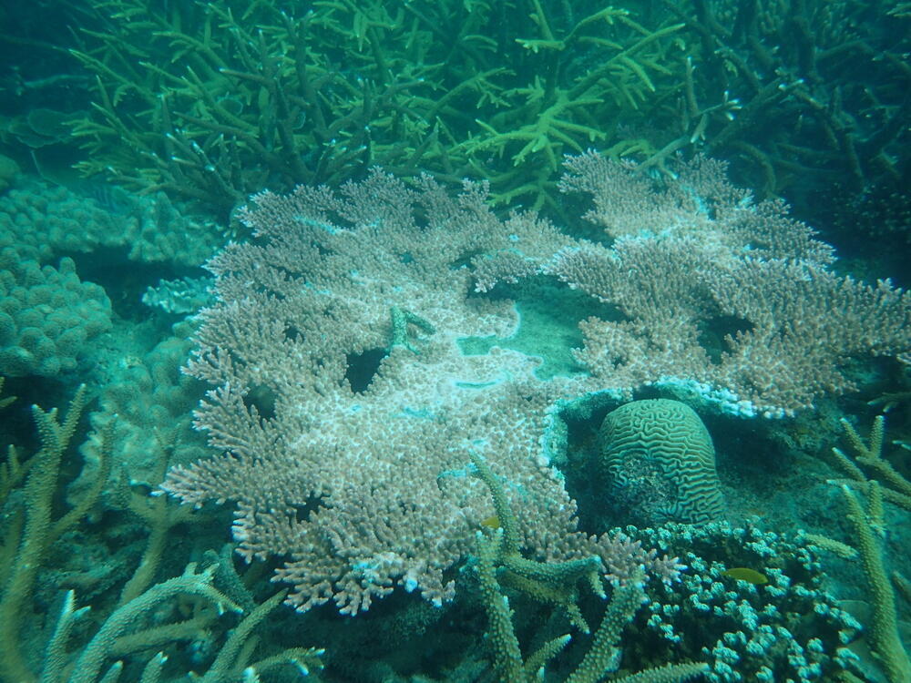 Sick Coral Reef SCTLD: A New Threat For The Ocean Blue Reef