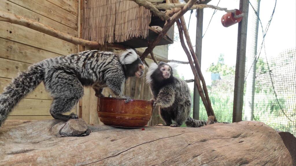 Watch: Marmoset monkey makes new friends at a sanctuary in Israel