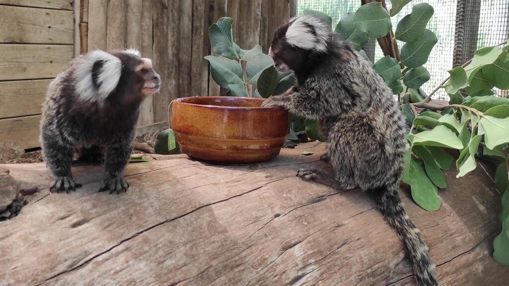 Watch: Marmoset monkey makes new friends at a sanctuary in Israel
