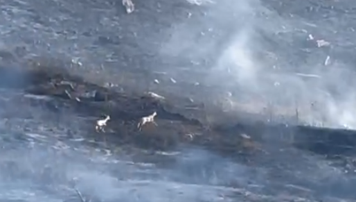Watch: Deer escaping brushfire in Jerusalem area woodland