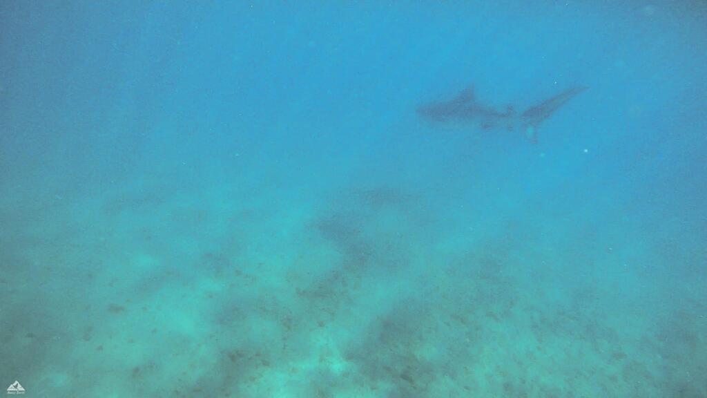 Watch: Tiger shark spotted off shore in Eilat