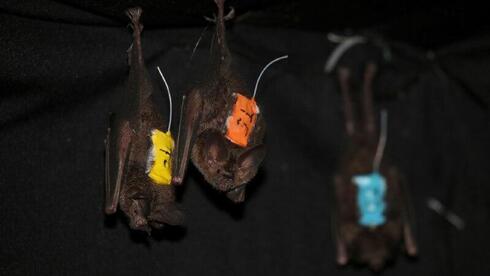 Bat sensors: Study uses bats to check heat in Tel Aviv