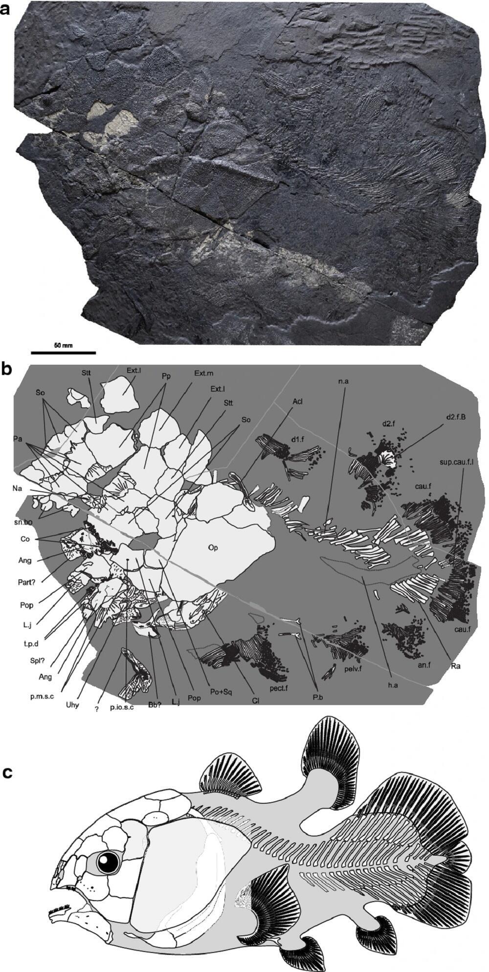 Following mass extinction, fish species dubbed 'living fossils ...