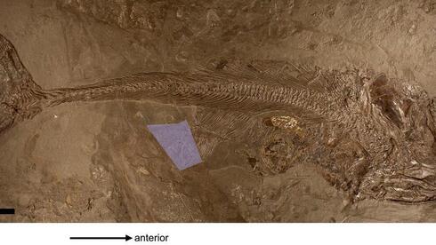 Archaeological discovery: Fish bites off more than it can chew and dies ...