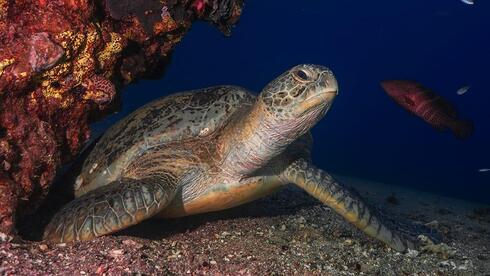 Record-breaking egg laying sea turtle returns to Israel after 3 years