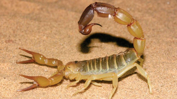 What to do if a scorpion stings you?
