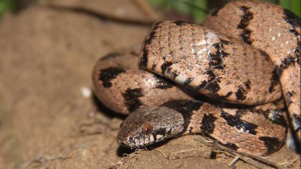 Brainwash: Are snakes deaf?