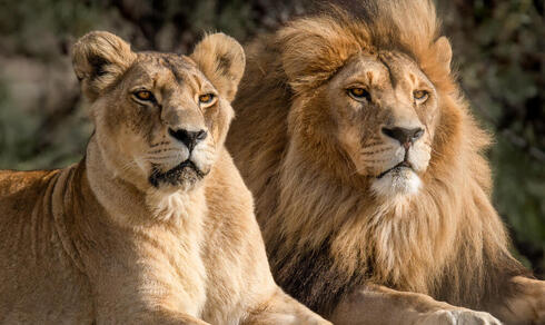 Three-legged lion sighted in record 1.5 kilometer lion swim