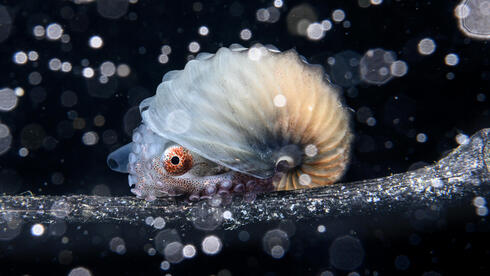 Octopods and penguins: The big winners of ocean photography contest