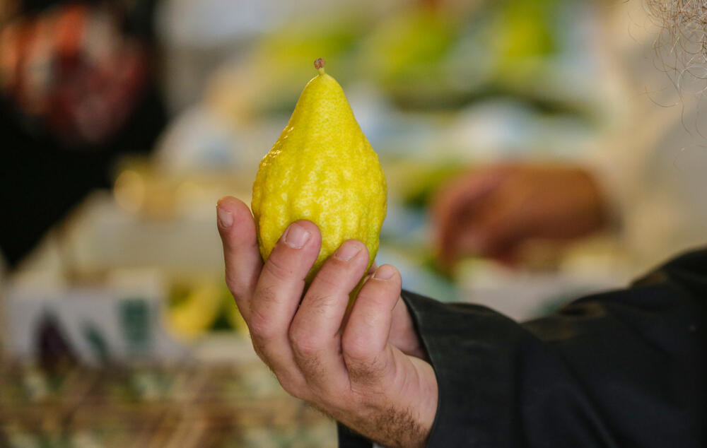 Etrogs in danger: Will Israel be able to grow citron in the future?