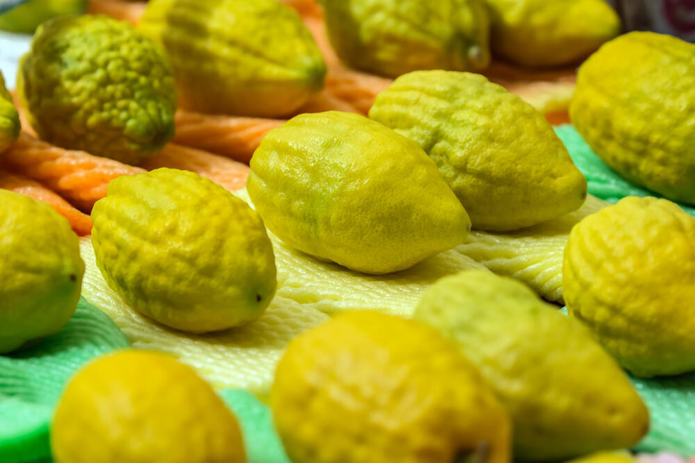 Etrogs in danger: Will Israel be able to grow citron in the future?