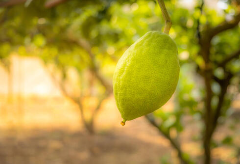 Etrogs in danger: Will Israel be able to grow citron in the future?