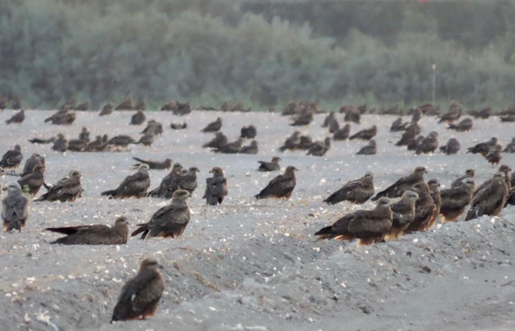 Watch: Thousands of migrating birds make quick stop in Israel