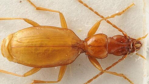 Saving the Hitler bug?