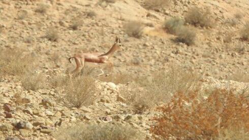 Natural reserves in Israel