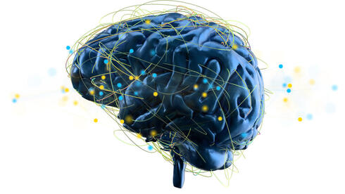 The origami of the brain’s enigmatic fold