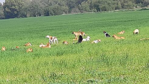 Packs of stray dogs from Gaza Strip roaming around Israeli border ...