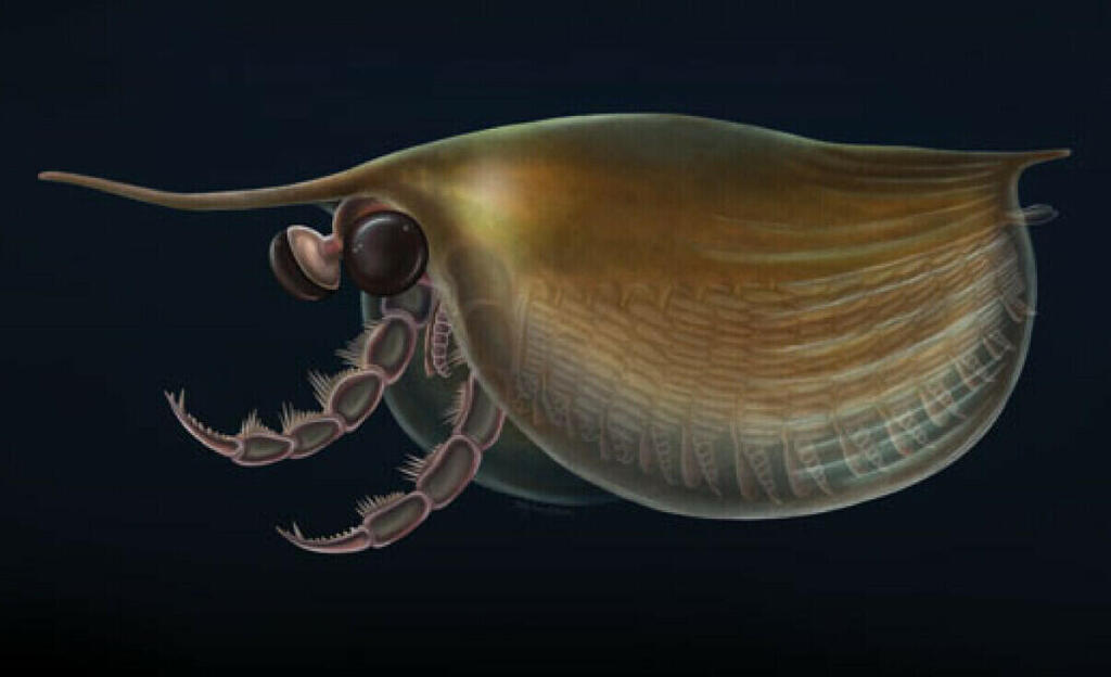 מאובן של טורף, שחי לפני כחצי מיליארד שנה, התגלה בגרינלנד