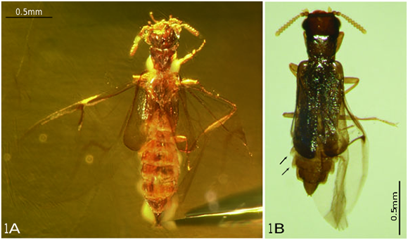 לאכול את אמא: החיים של "חיפושית עמוד הטלפון"