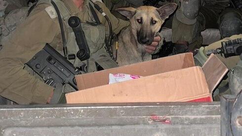 IDF soldier adopts abused dog in Gaza